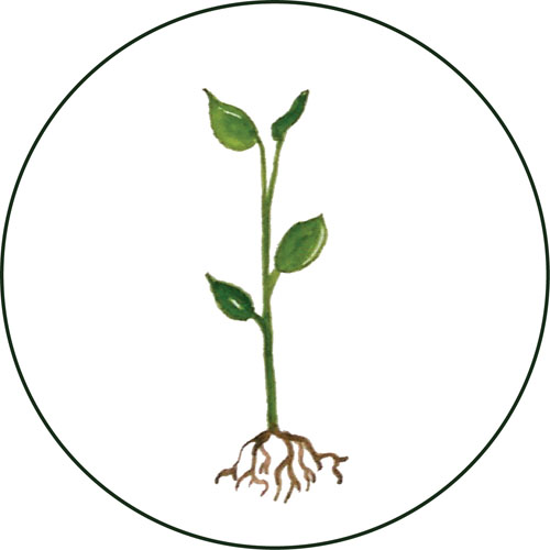 Plant A Sapling Adopt A Tree